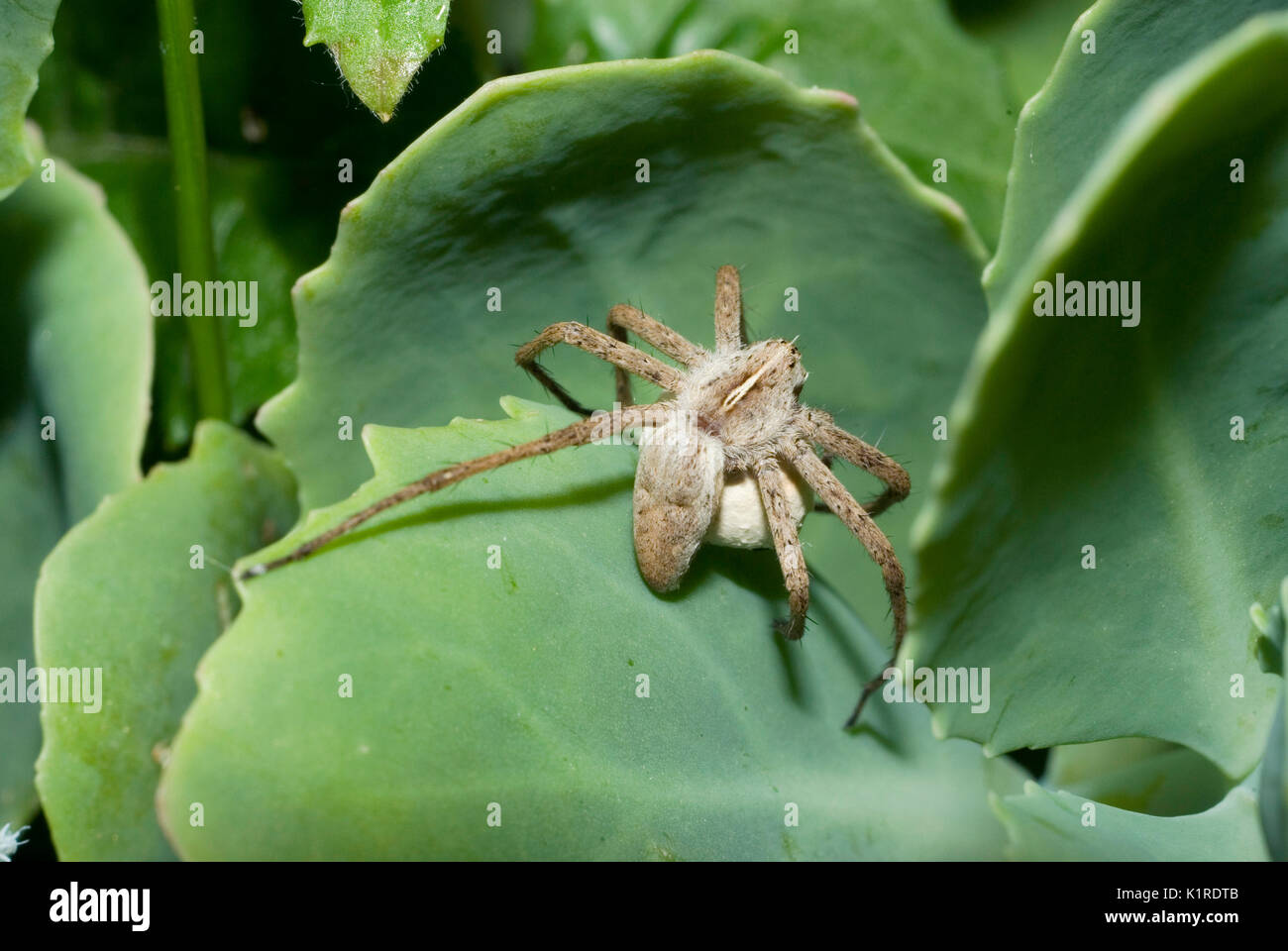 Mirabilis leaf hi-res stock photography and images - Alamy