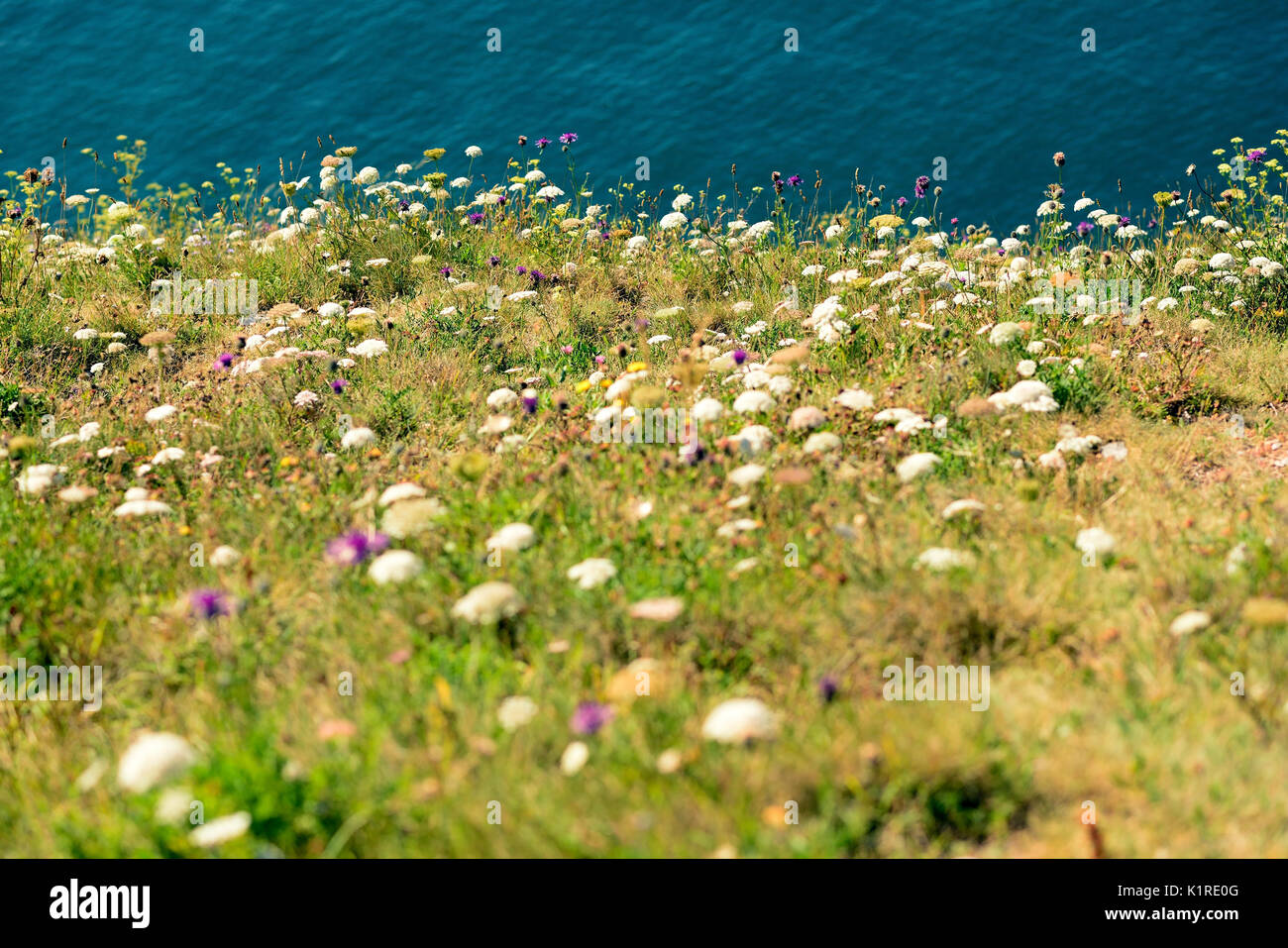 Wildflowers growing on a clifftop overlooking the sea Stock Photo - Alamy