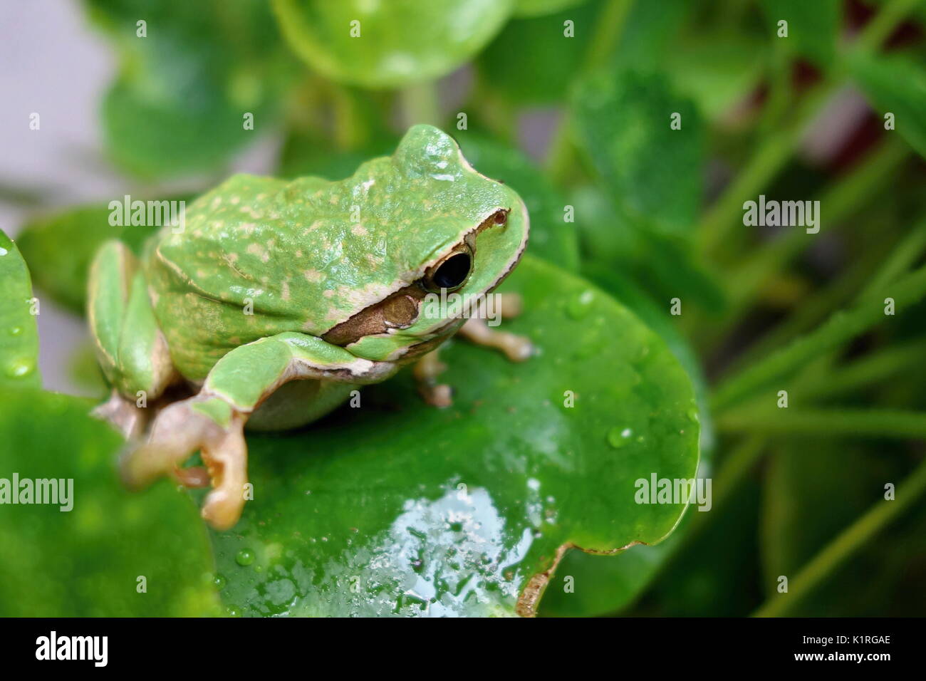 Frog Toad Green High Resolution Stock Photography and Images - Alamy