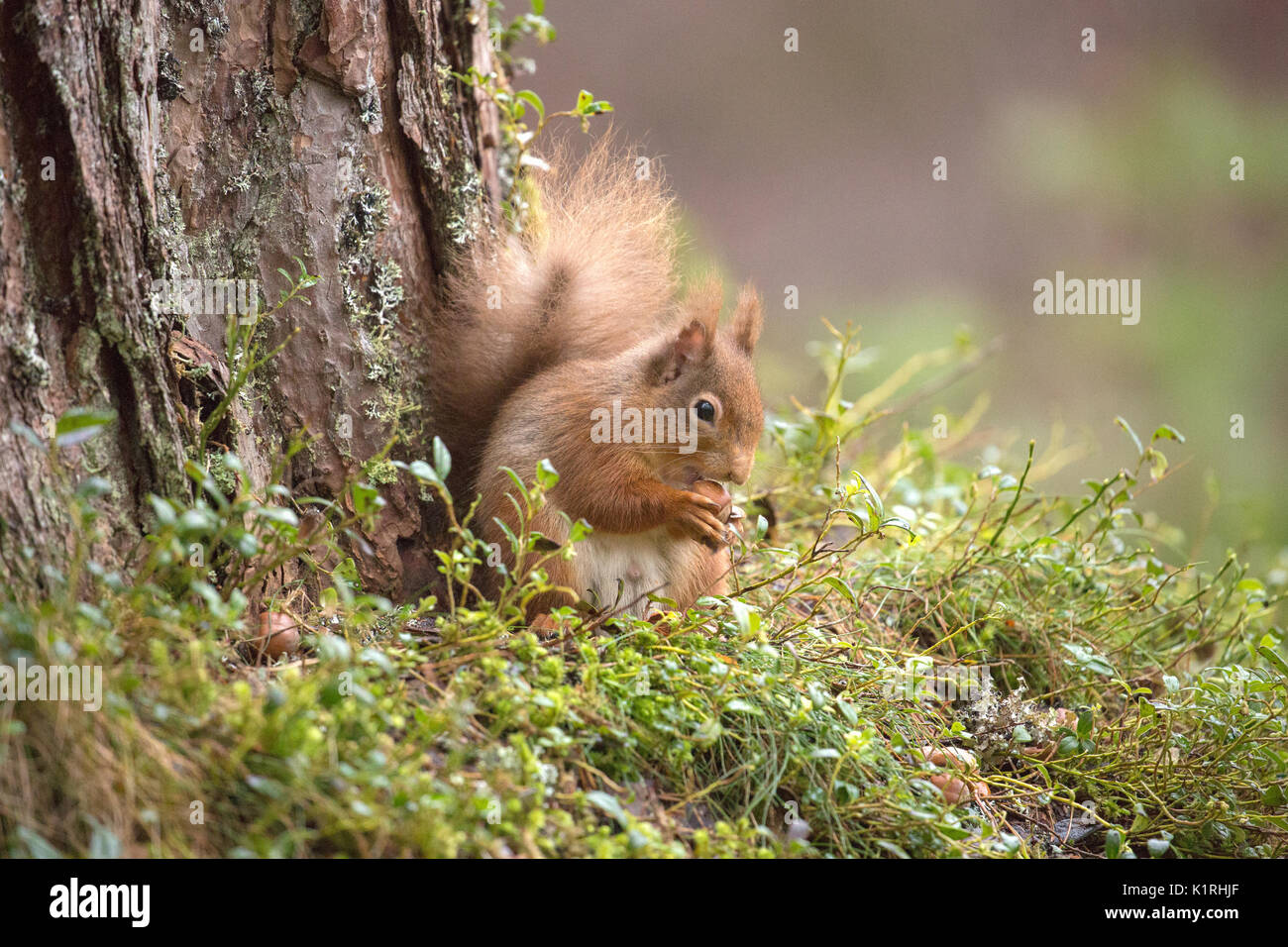 Red squirrel sat eating hazelnut Stock Photo - Alamy