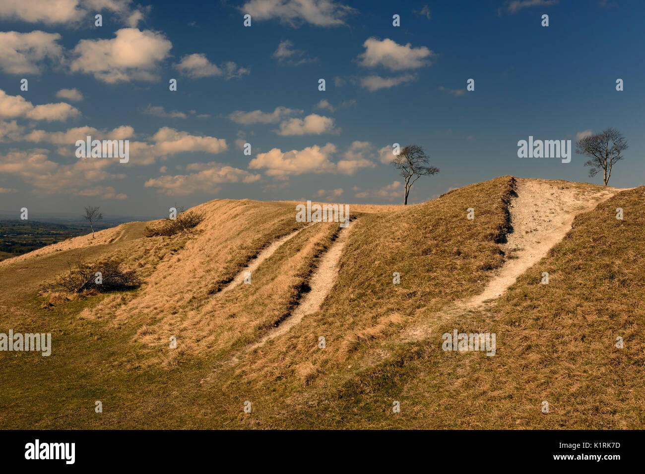 Exposed chalk tracks on the summit bank of Oliver's Castle, an Iron Age ...