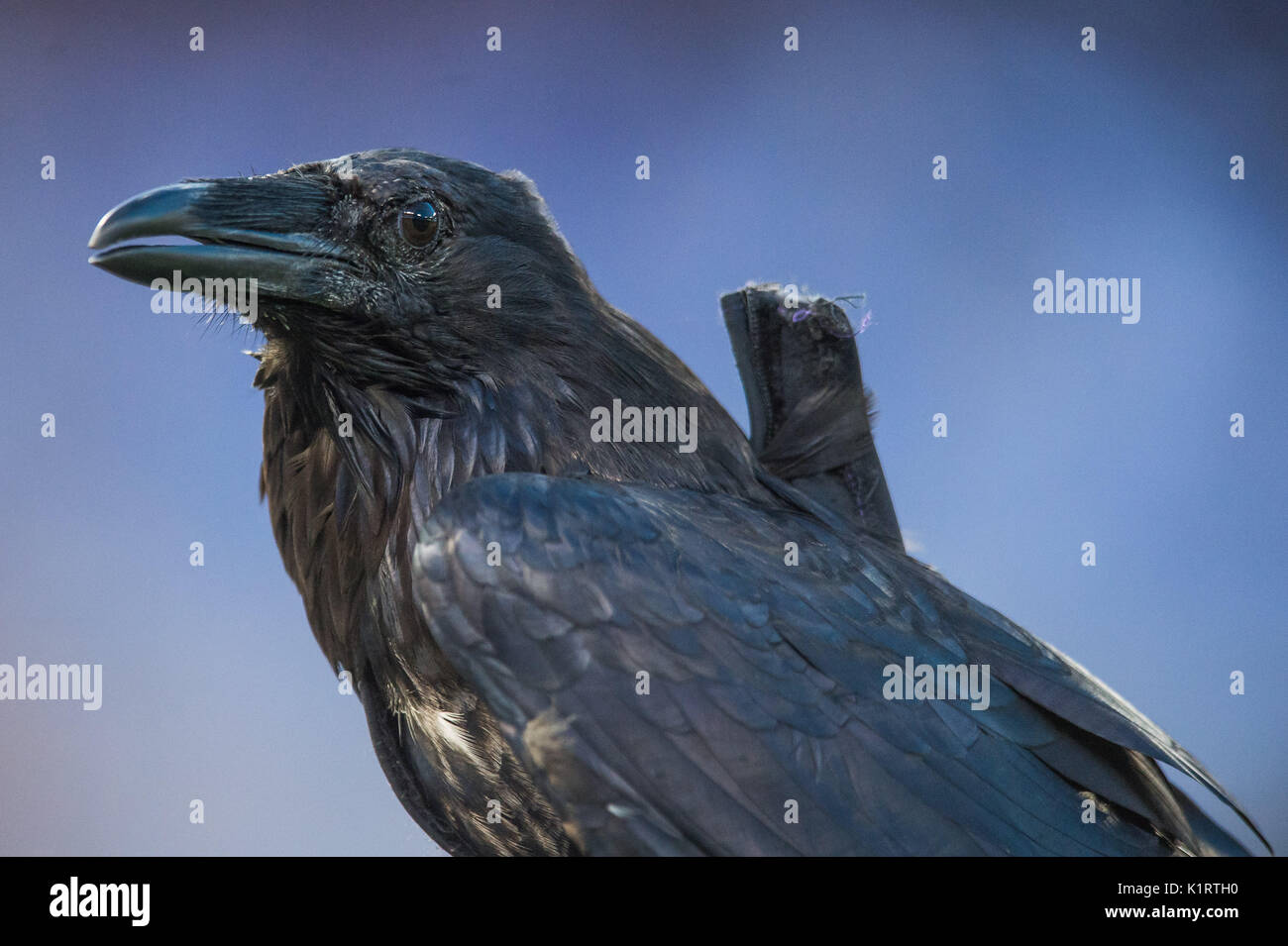Anaheim, California, USA. 26th Aug, 2017. A raven looks back at fans ...