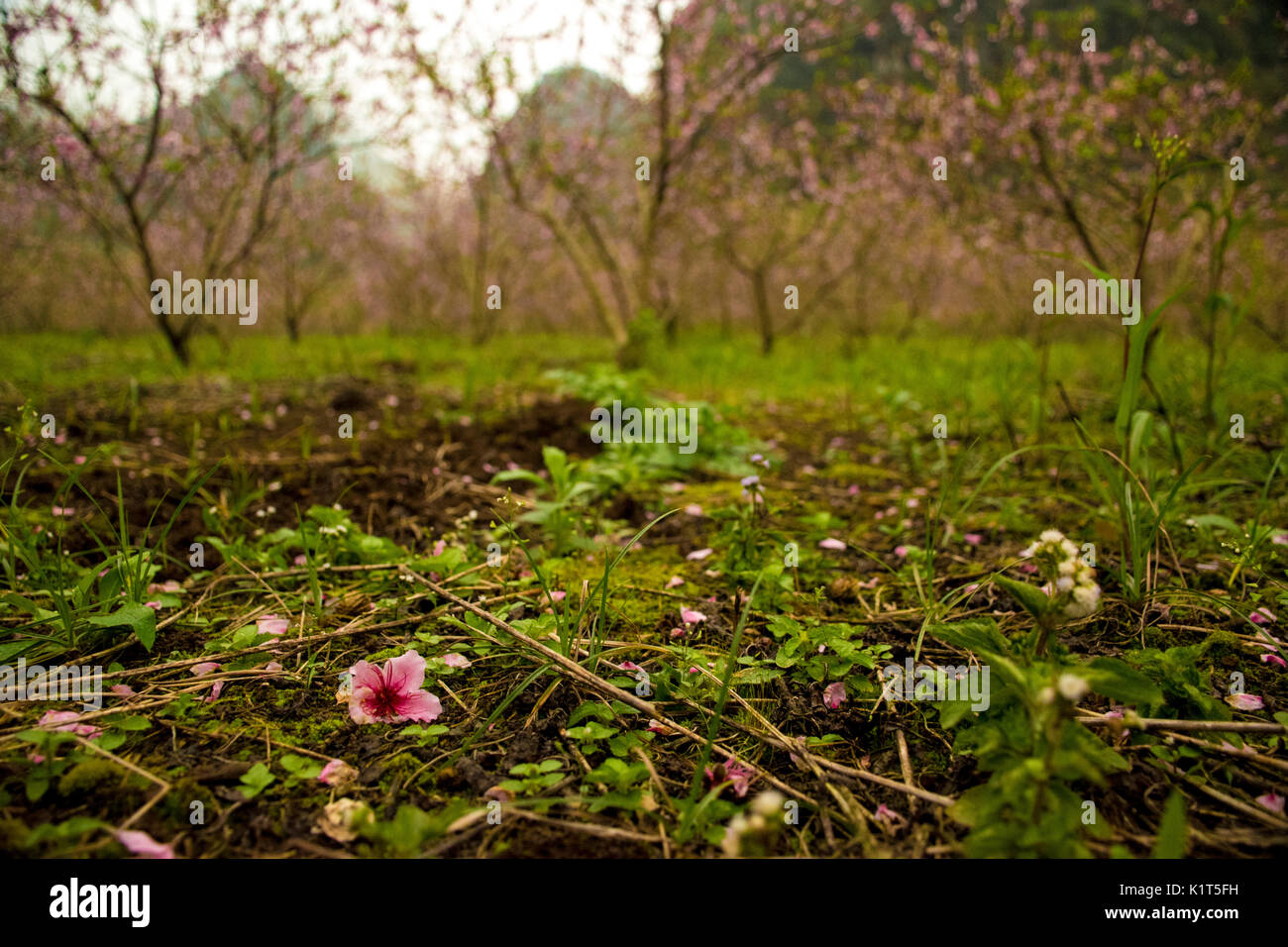 Peach blossom forest hi-res stock photography and images - Alamy