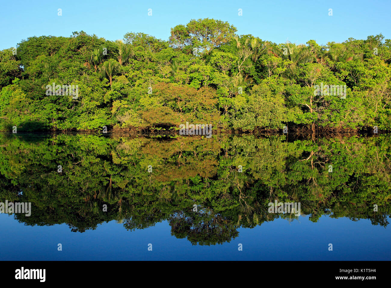The Amazon Rainforest and Blue Sky Perfectly Mirrored in the Water ...