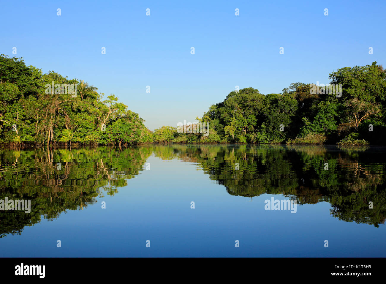 Amazon, the Amazon Rainforest, Amazonas, jungle, rainforest, forest ...