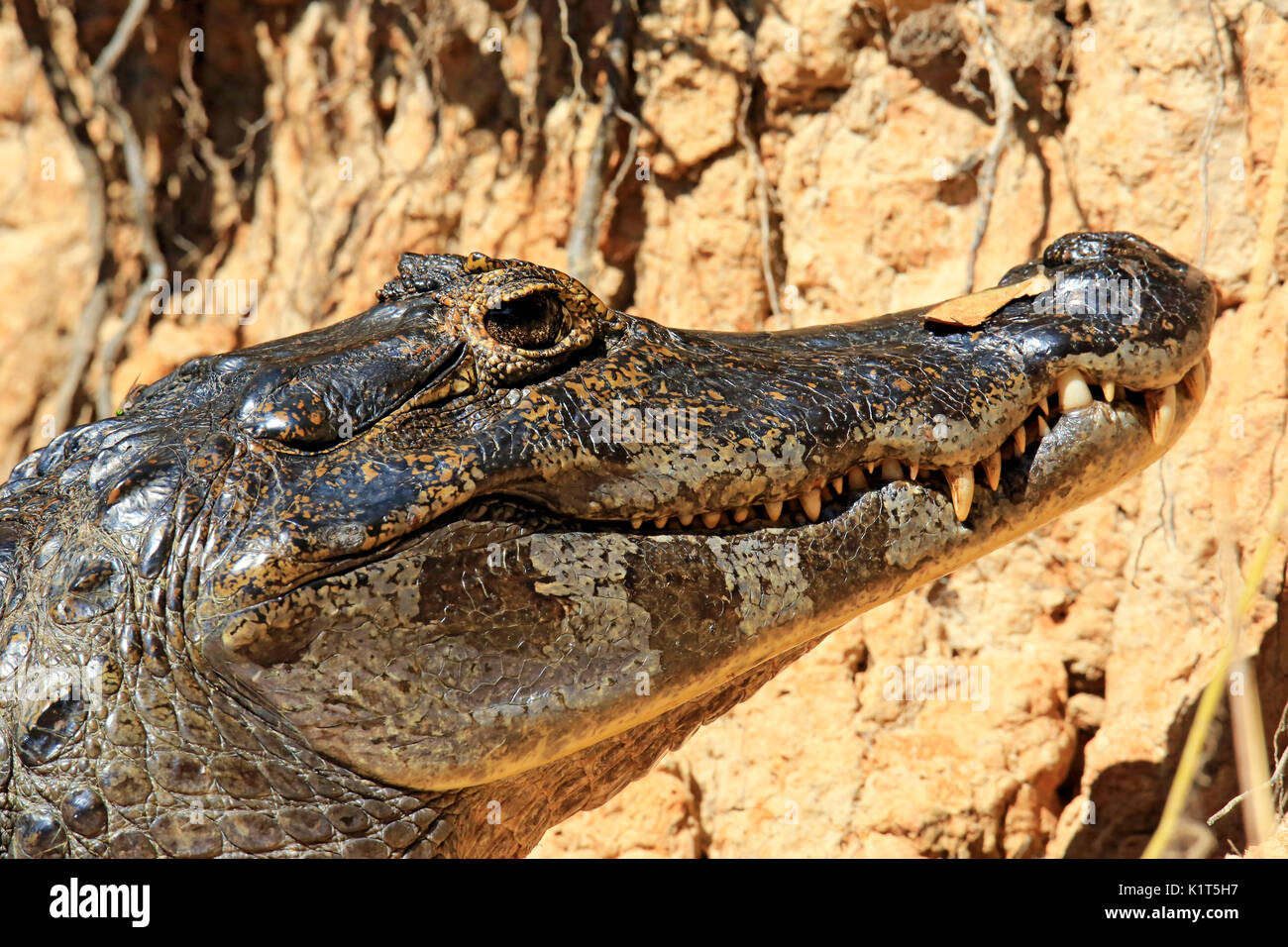White caiman hi-res stock photography and images - Alamy