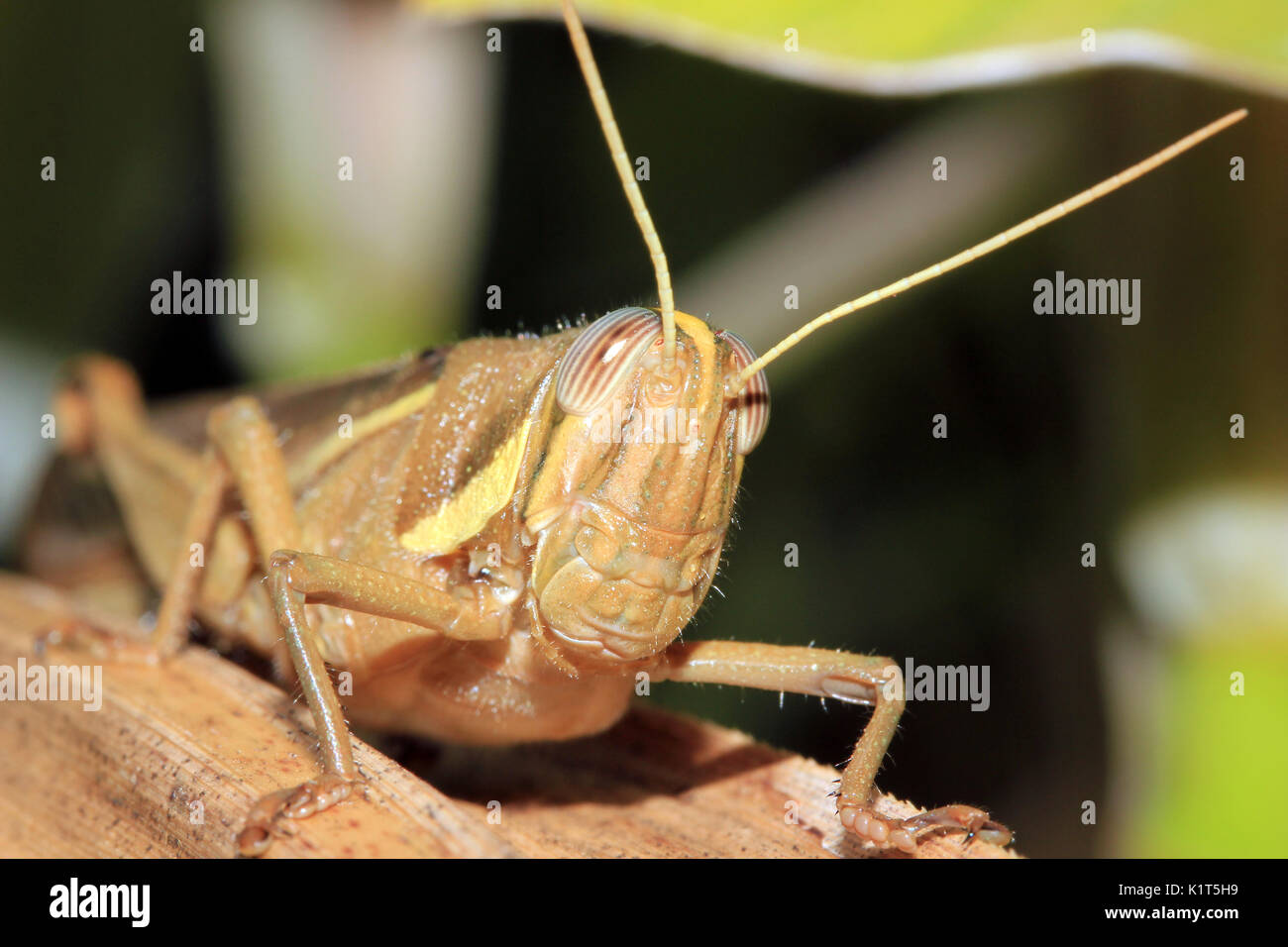 Close-up of a Cricket on a Leaf. Amazon Rainforest, Brazil Stock Photo ...