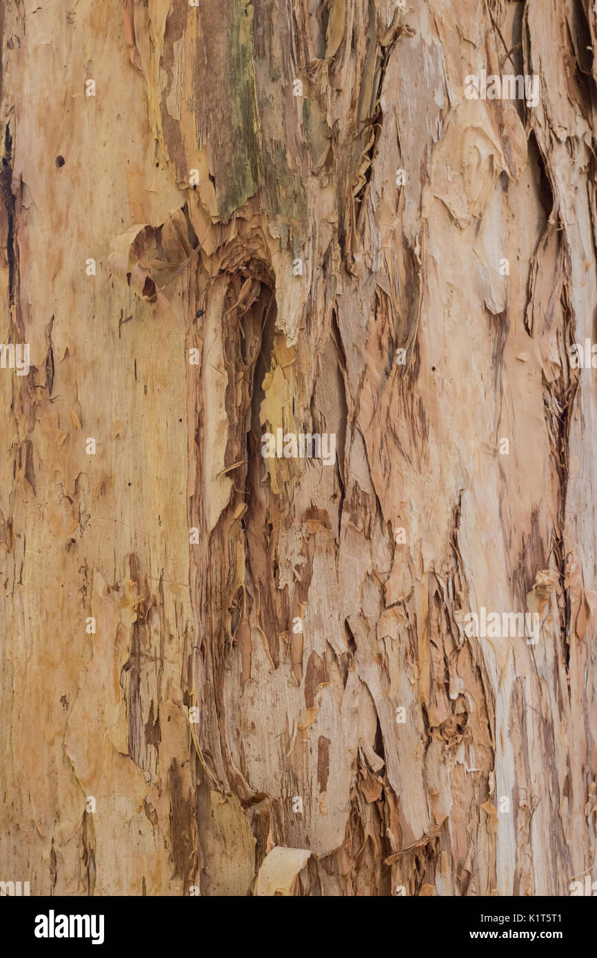 Close up textures peeling bark on eucalyptus gum tree ideal as nature ...