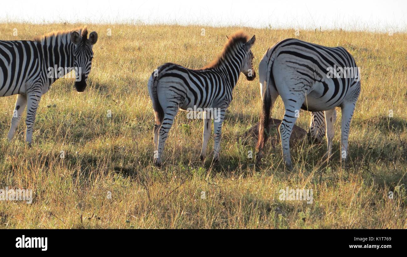Plains zebra (Equus quagga), South Africa Stock Photo - Alamy
