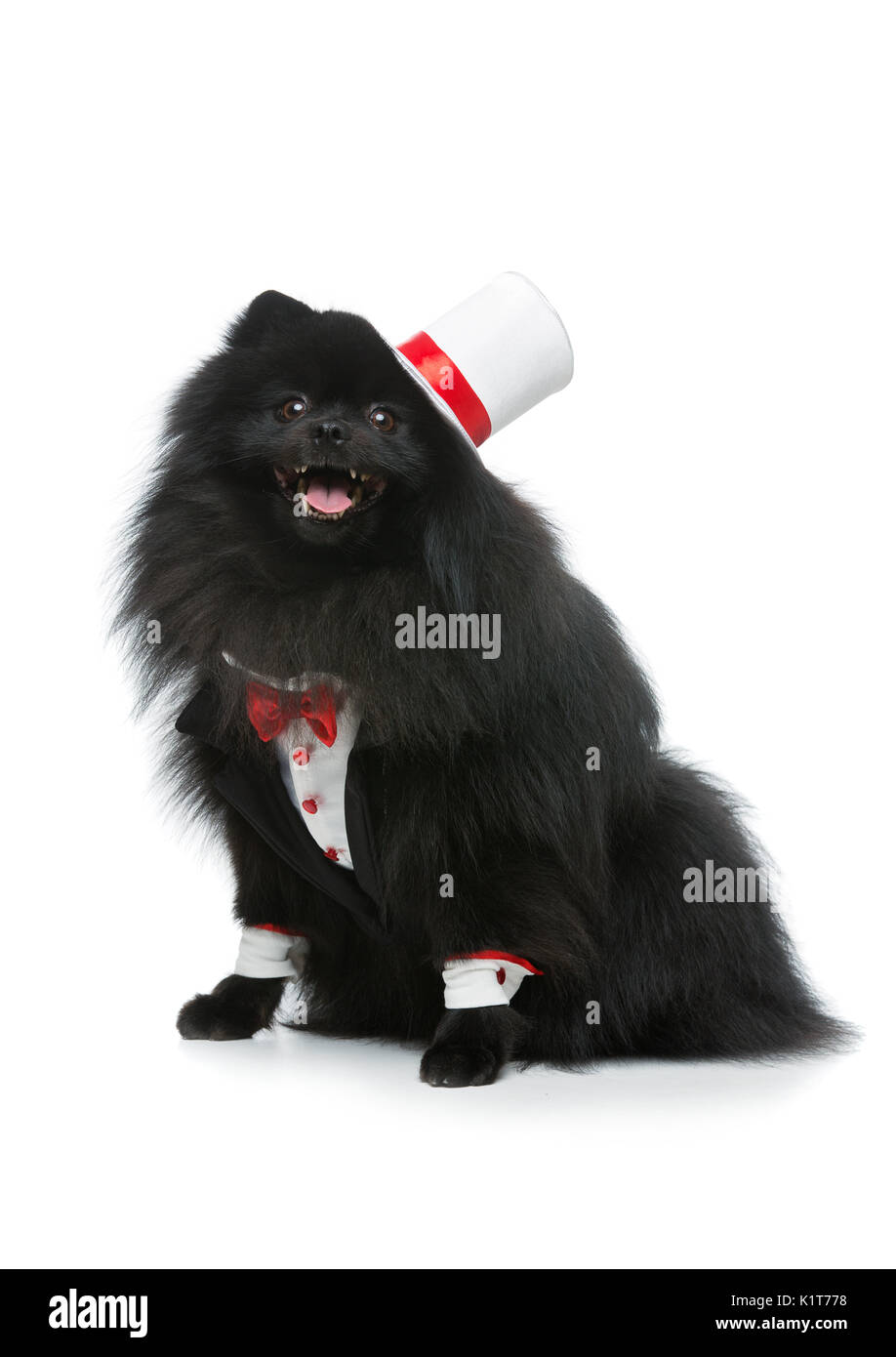 Handsome spitz groom in suit, red bow and silk hat isolated on white ...