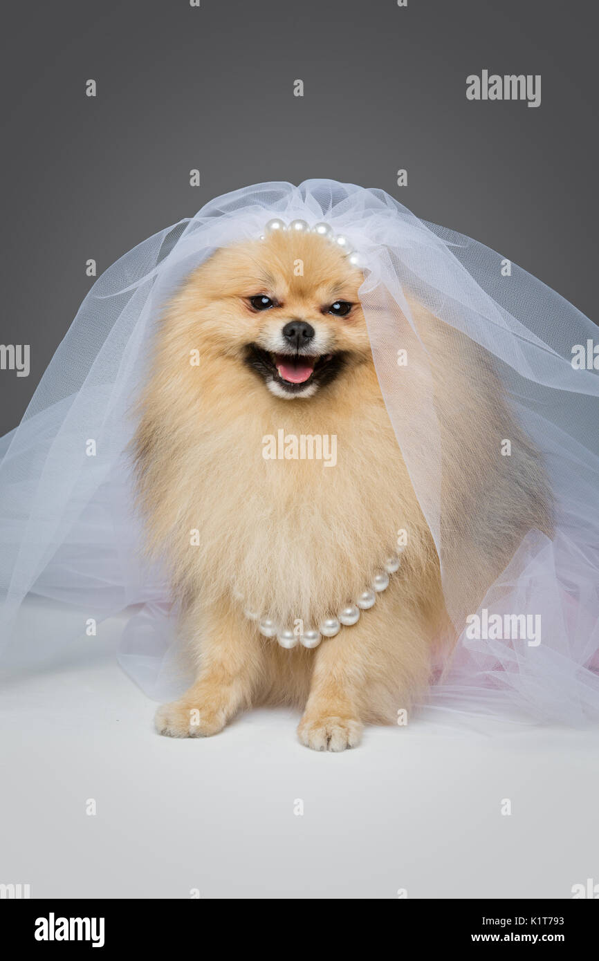 beautiful spitz dog bride in skirt and veil on gray background. copy ...