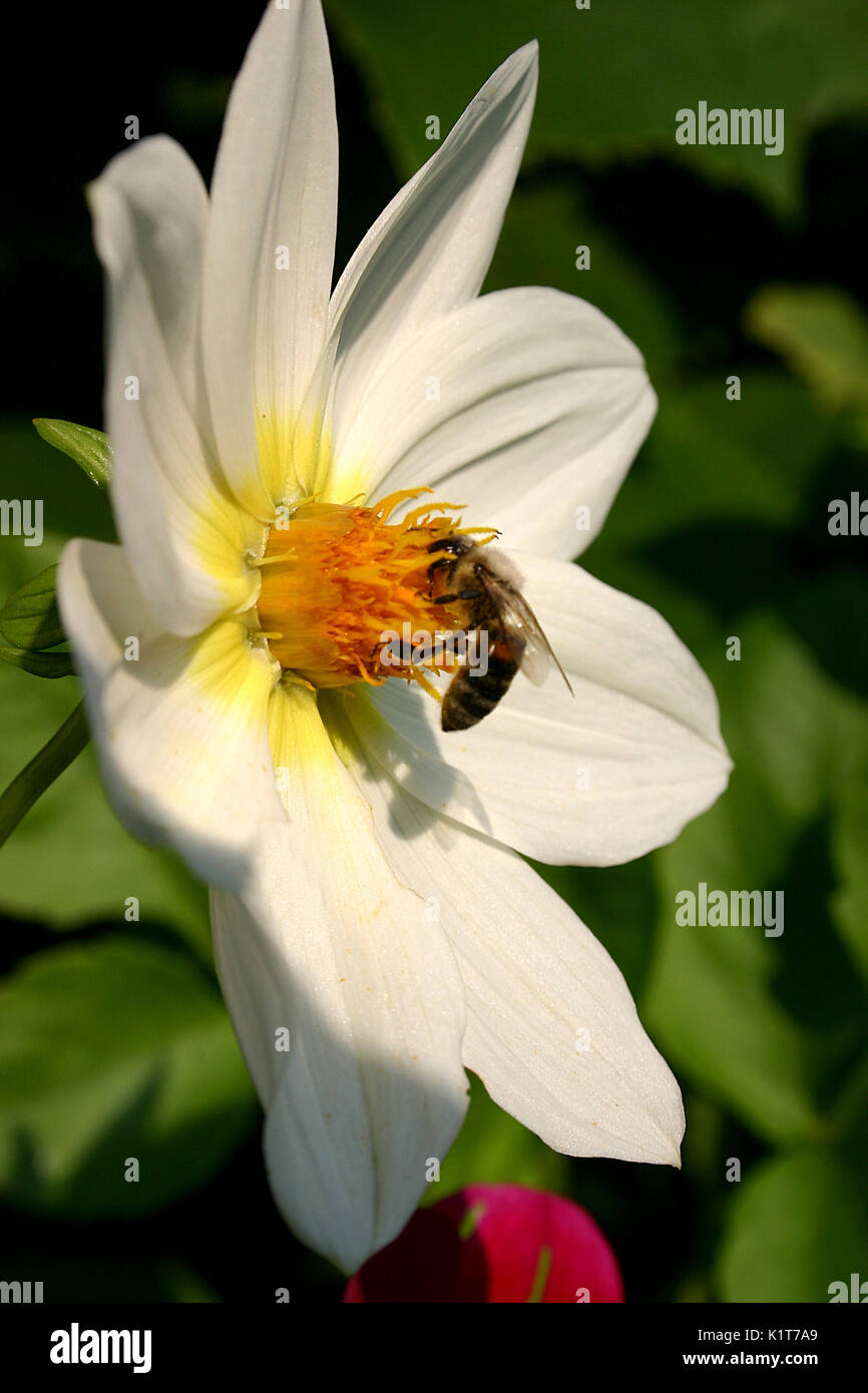 Dahlia pollinator hi-res stock photography and images - Alamy