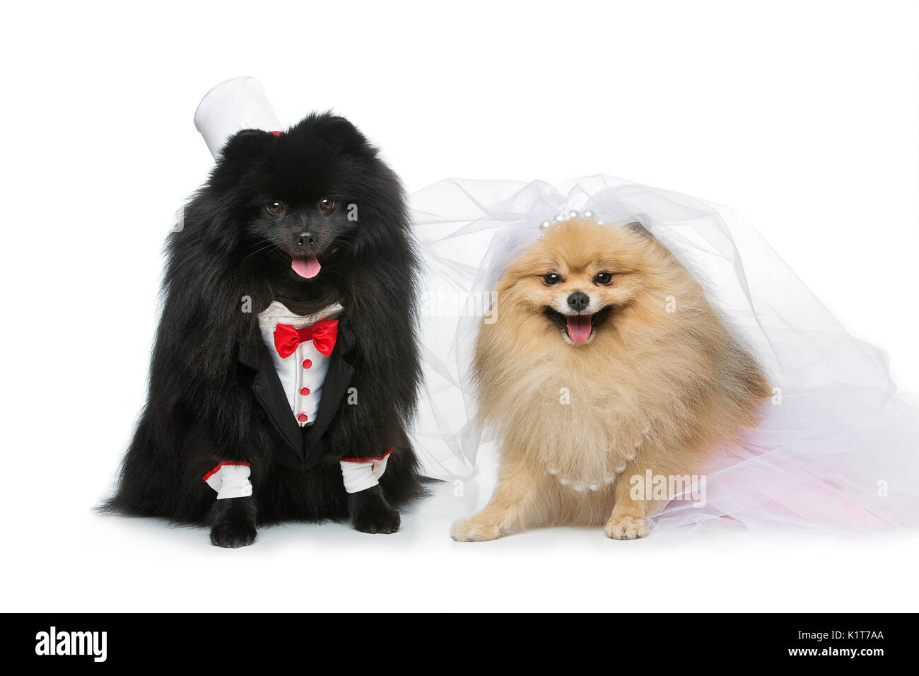 Beautiful spitz wedding couple isolated on white background. dog bride ...