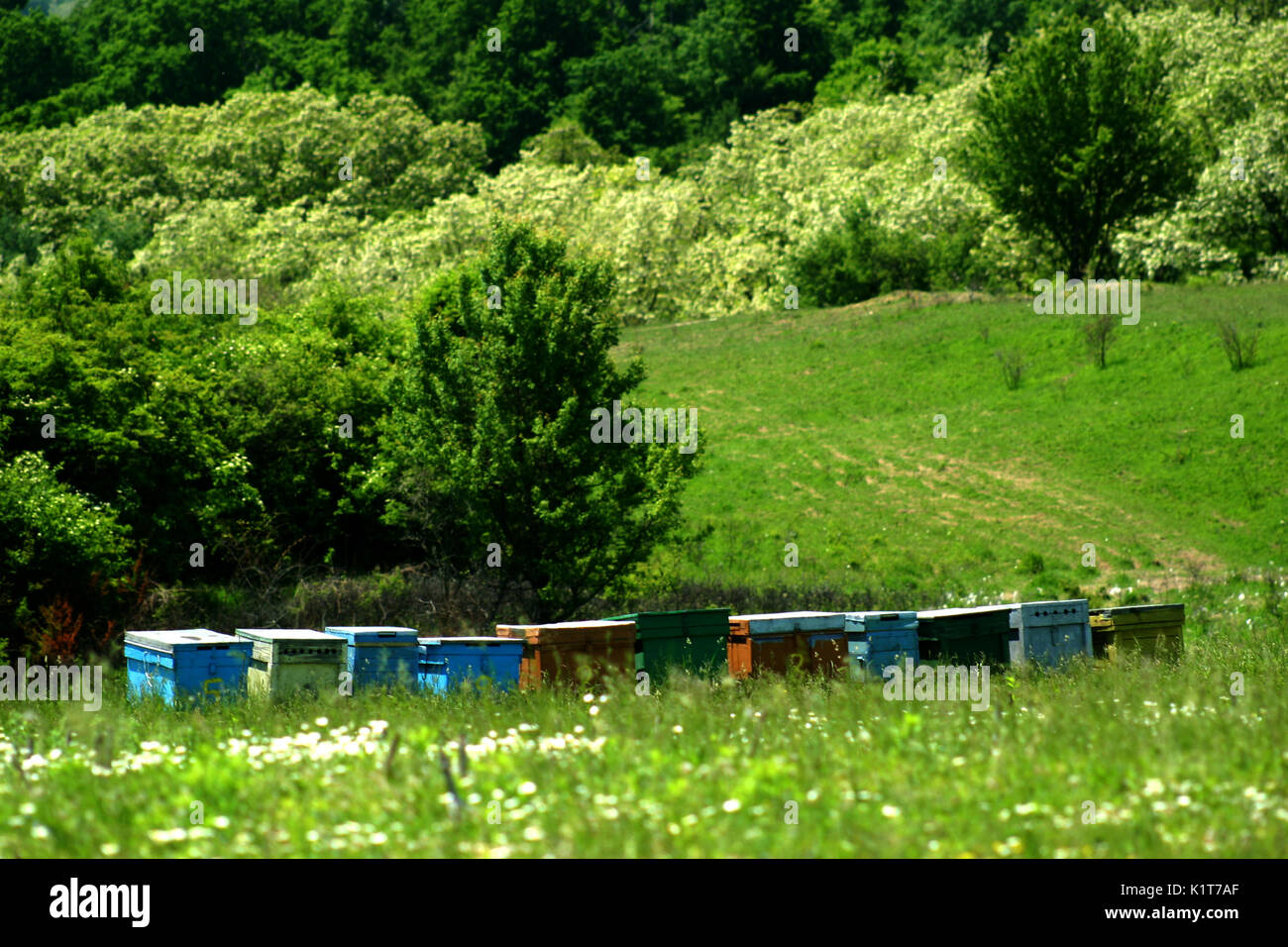 Row of bee hives in field Stock Photo - Alamy
