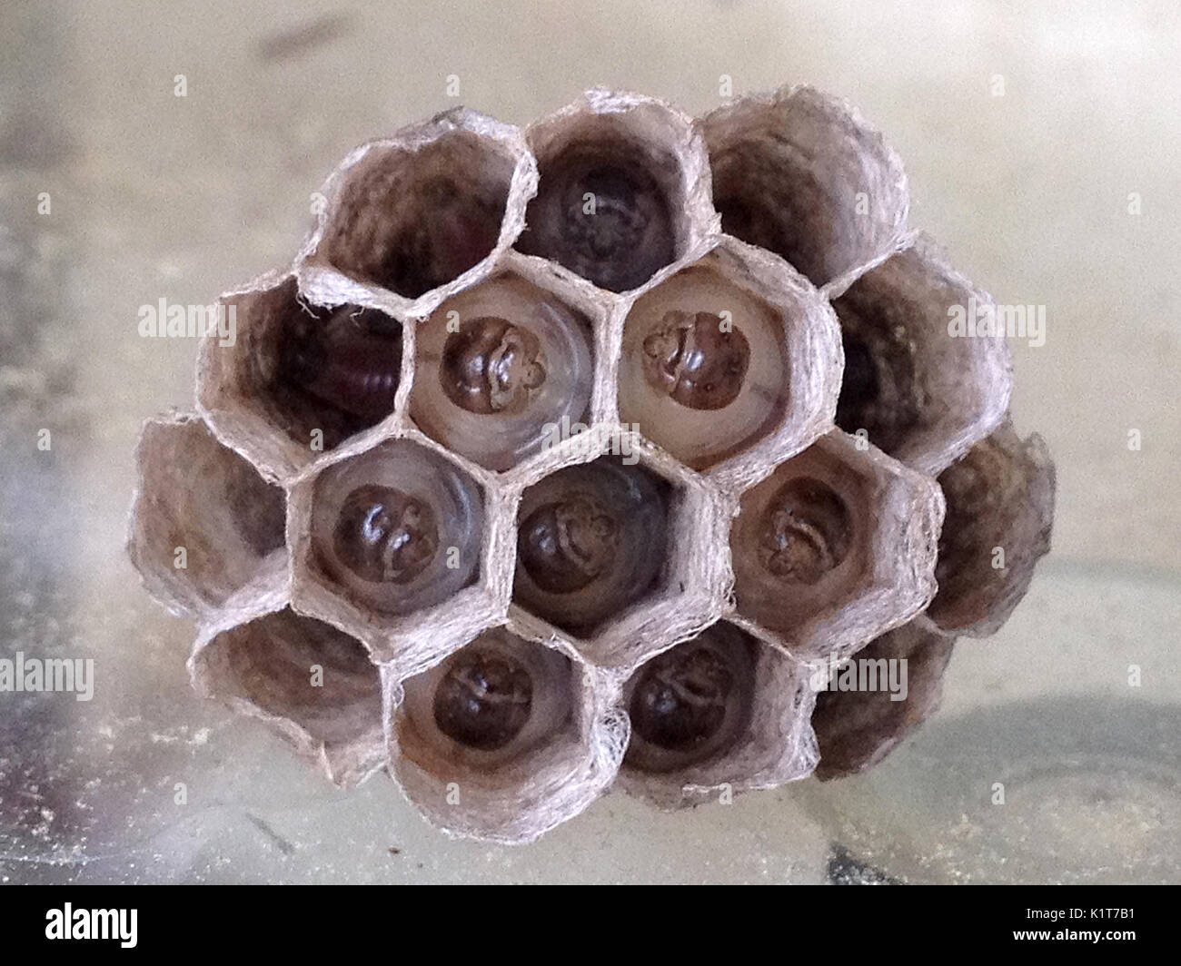 Wasp larvae in nest hi-res stock photography and images - Alamy