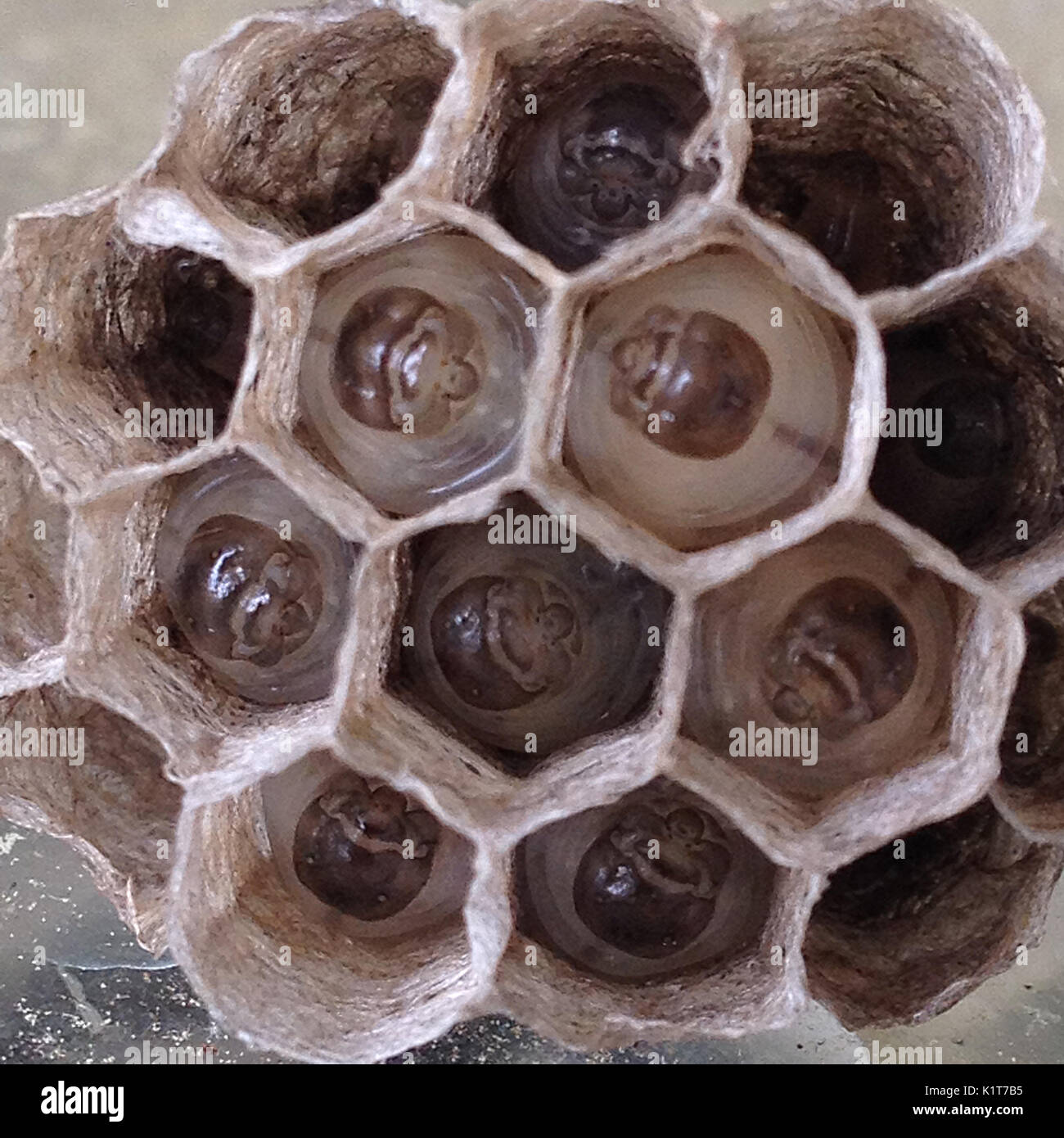 Wasp larvae in nest hi-res stock photography and images - Alamy