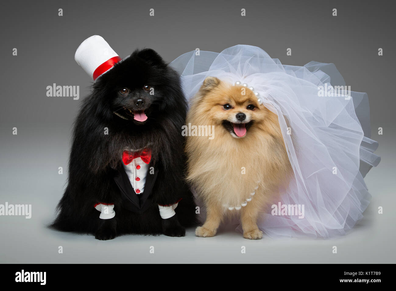 Beautiful spitz wedding couple over grey background. dog bride in skirt ...