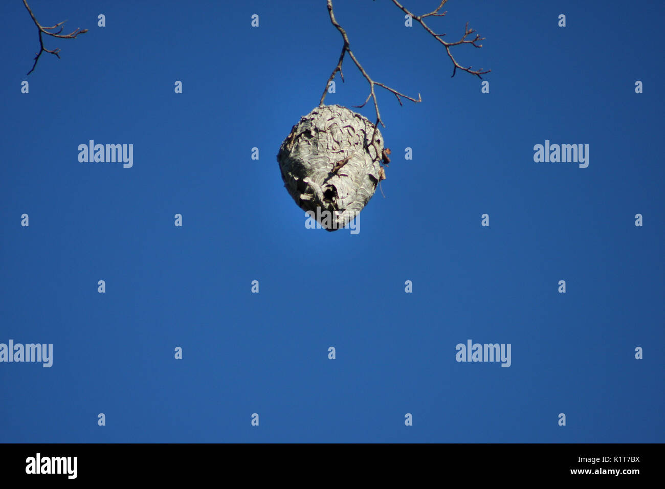 Hornet wasp nest hanging hi-res stock photography and images - Alamy