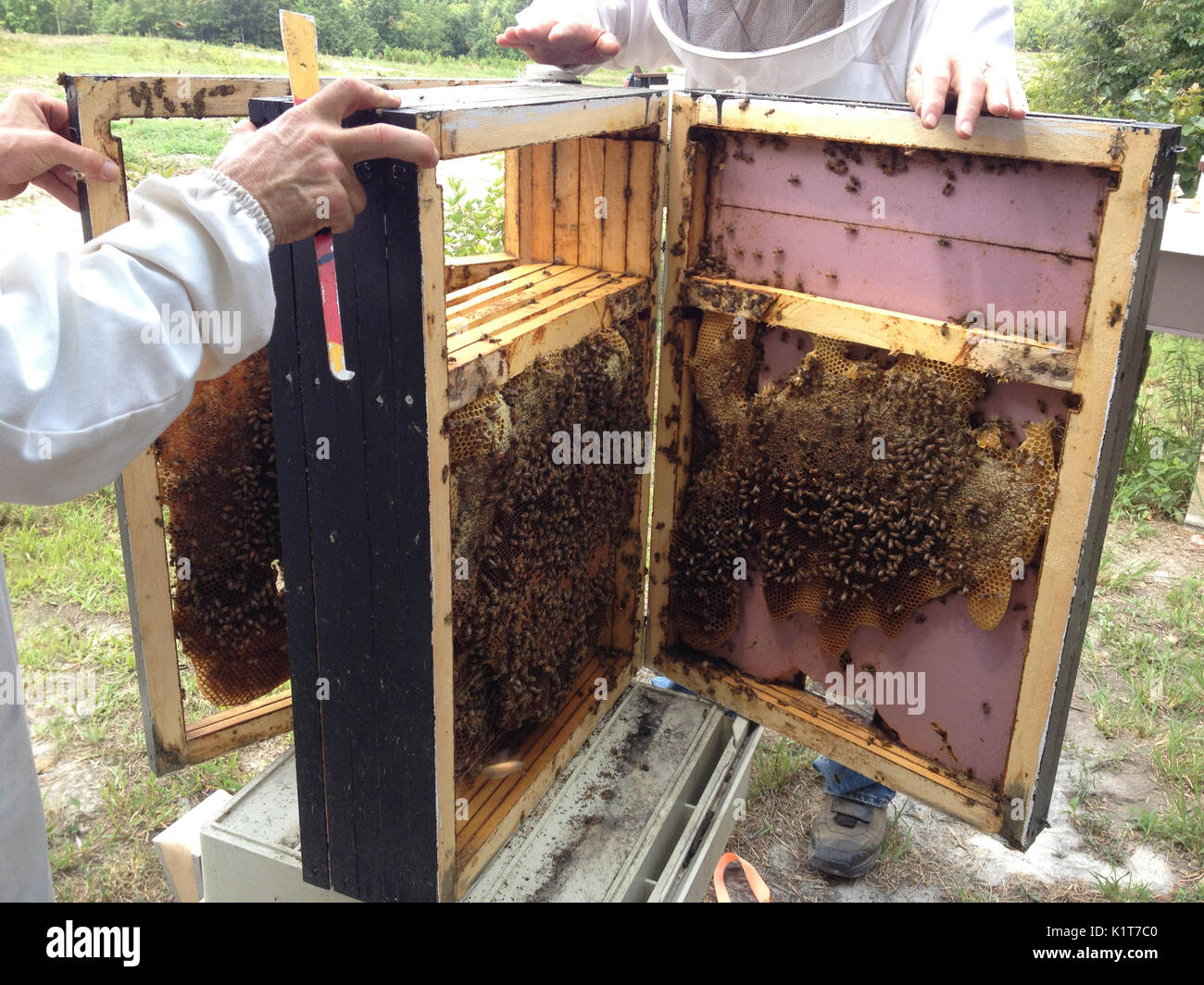 Inside a beehive: multitude of bees on hive's frame Stock Photo - Alamy