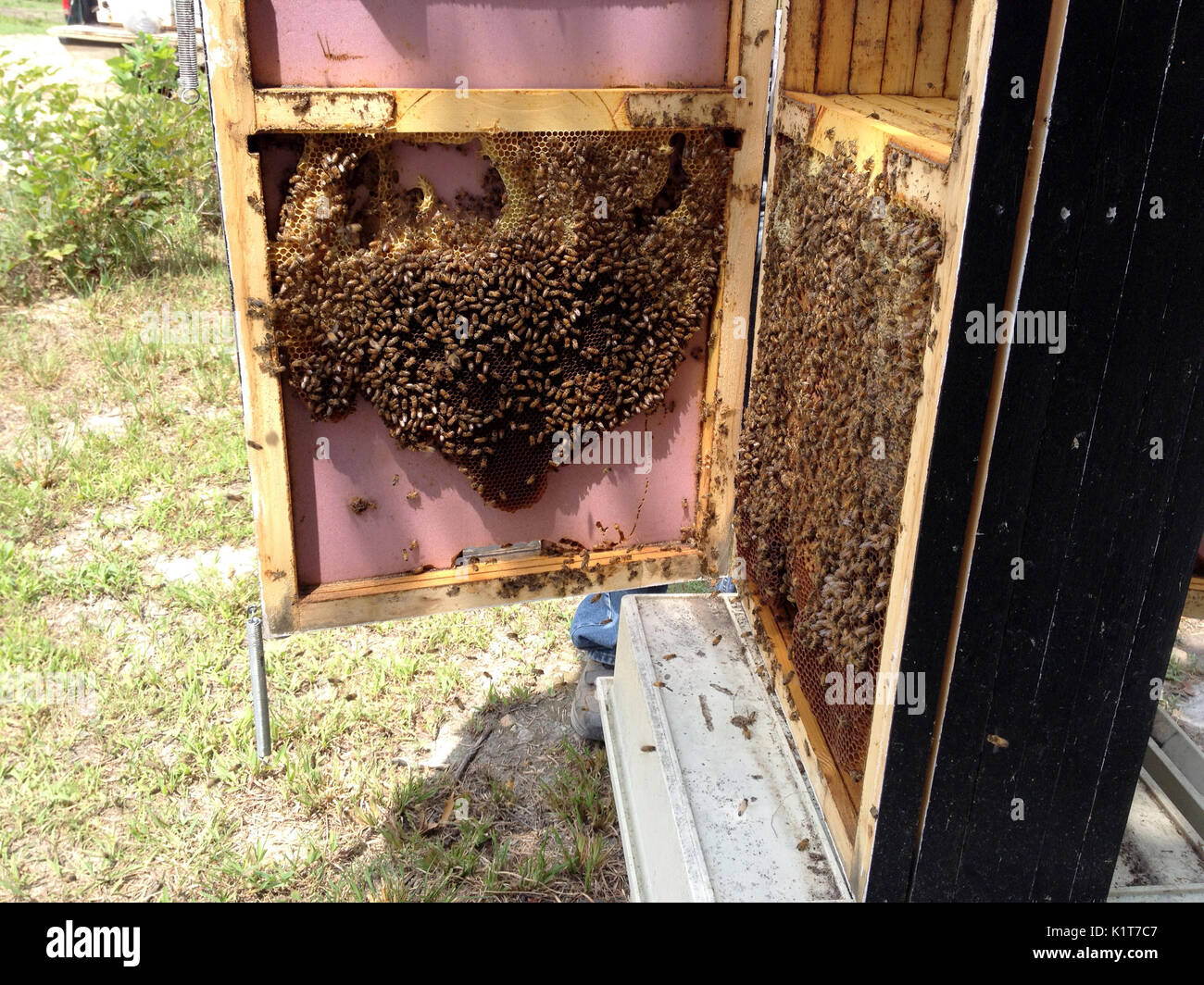 Inside A Bee Hive High Resolution Stock Photography and Images - Alamy