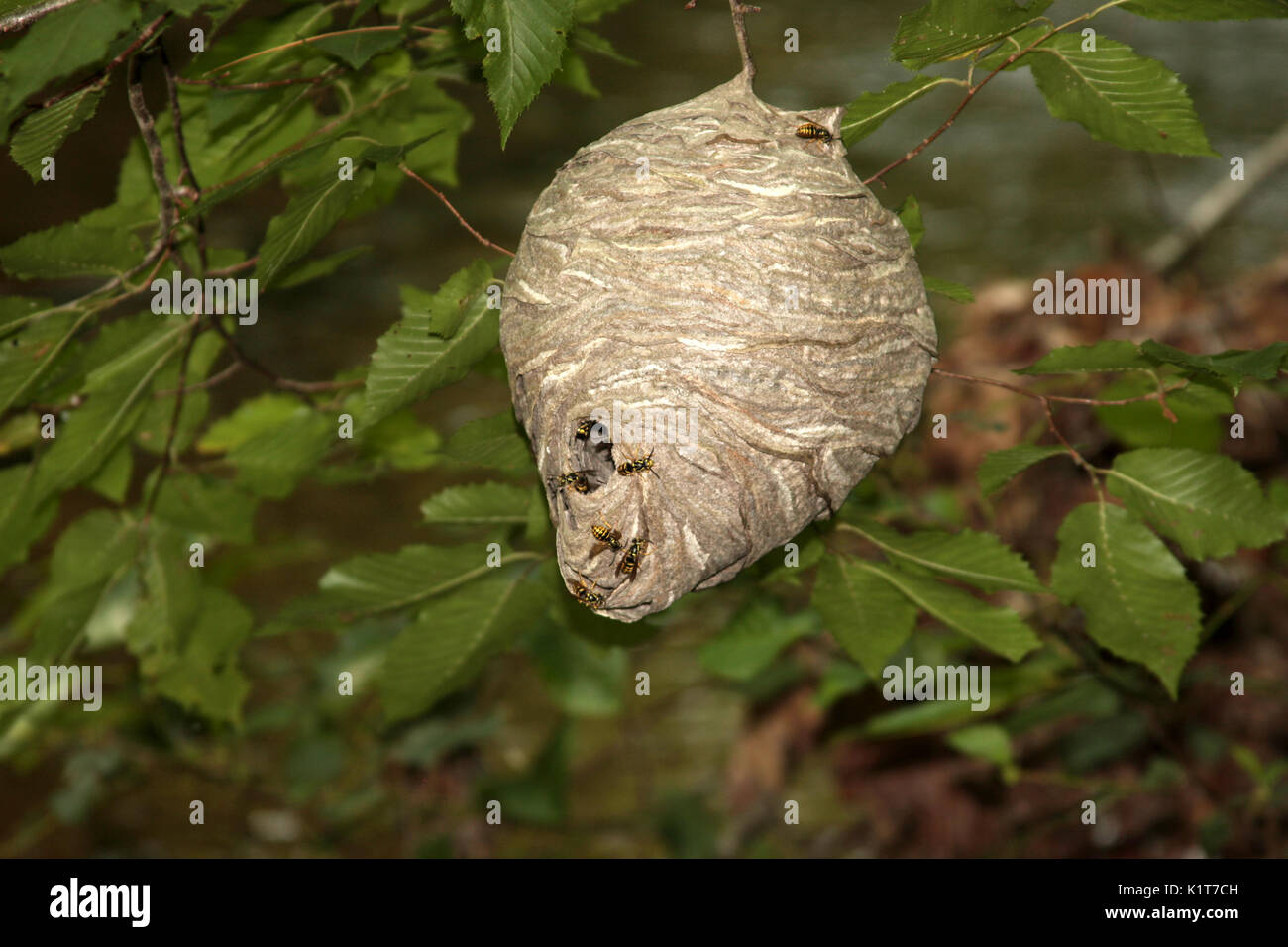 Wasp nest in tree hi-res stock photography and images - Alamy