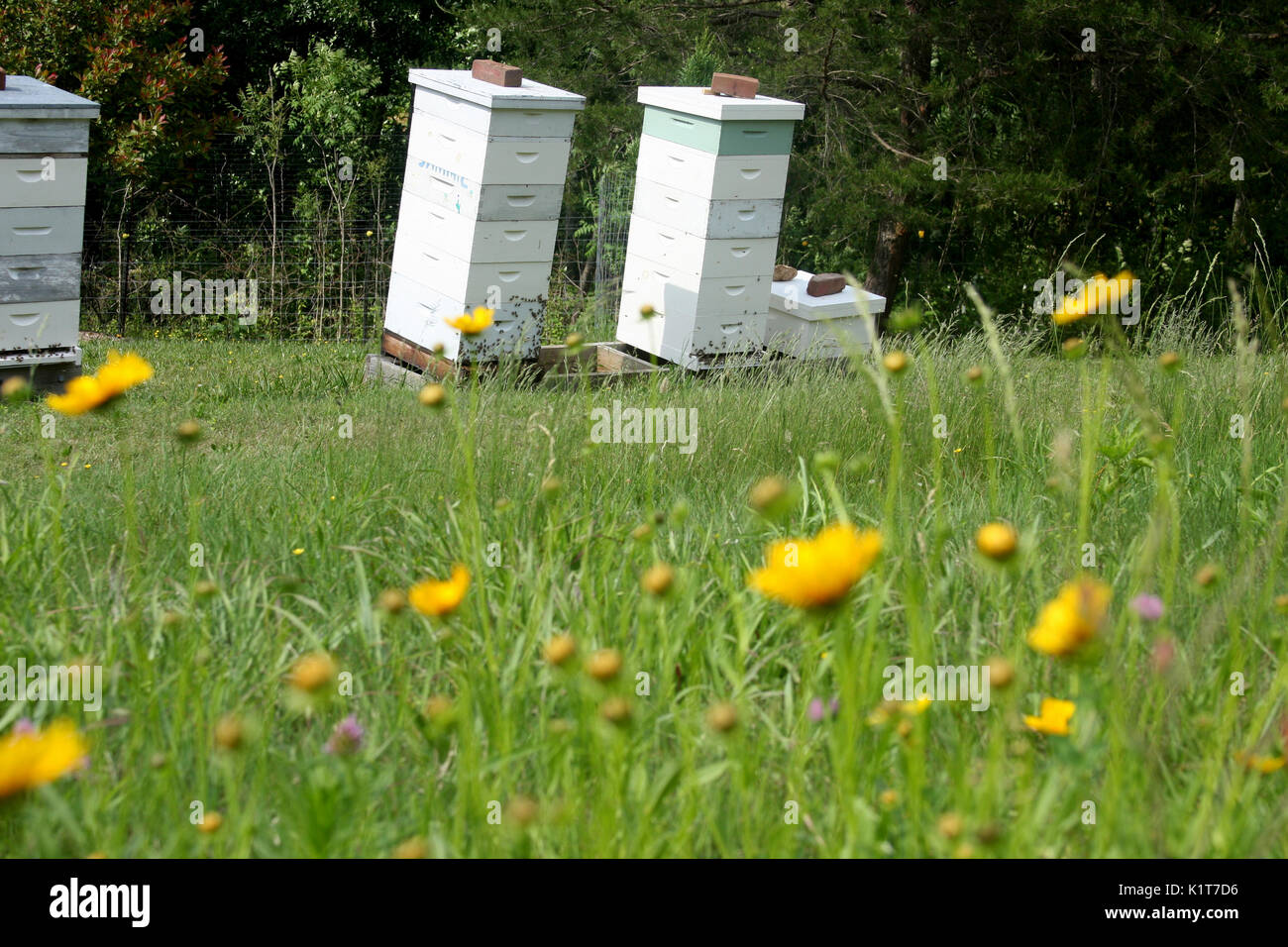 Bees at the entrance of bee hive in summertime Stock Photo - Alamy