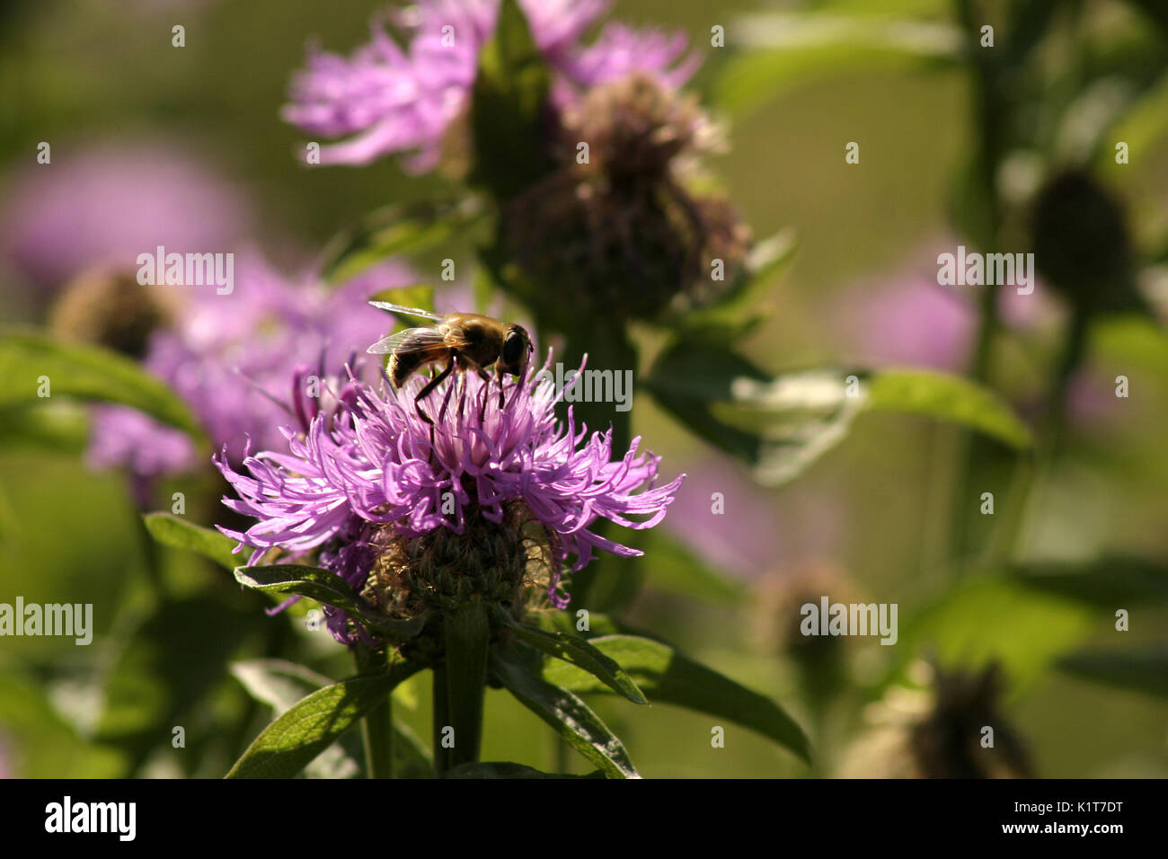 Wildflower field pollinator hi-res stock photography and images - Alamy