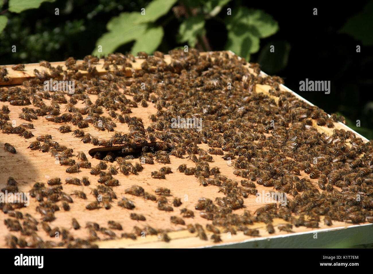 Inside a beehive: multitude of bees on hive's frame Stock Photo - Alamy