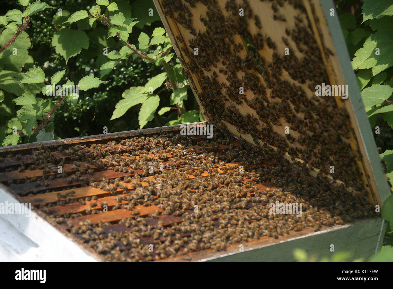 Bees inside hive hi-res stock photography and images - Alamy