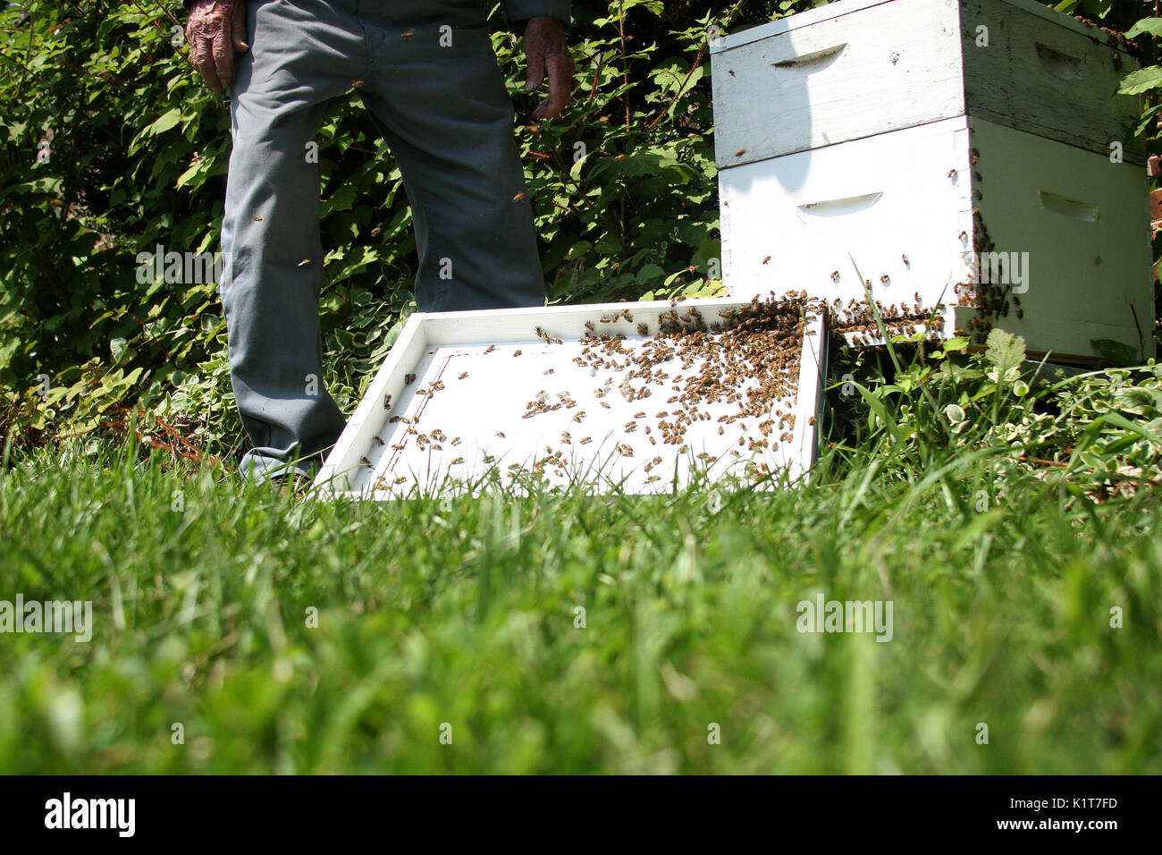 Inside a beehive: multitude of bees on hive's frame Stock Photo - Alamy