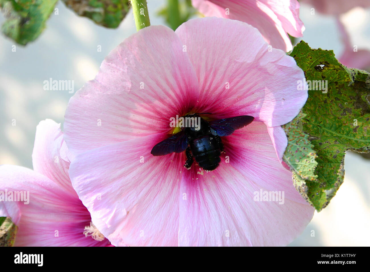 Common carpenter bee hi-res stock photography and images - Alamy