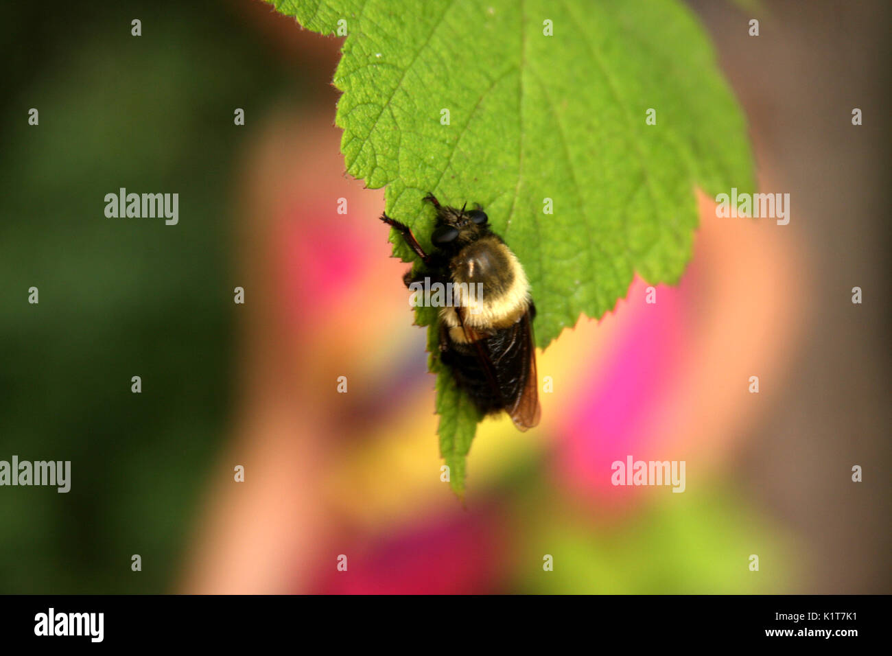 Bumblebee reproduction hi-res stock photography and images - Alamy