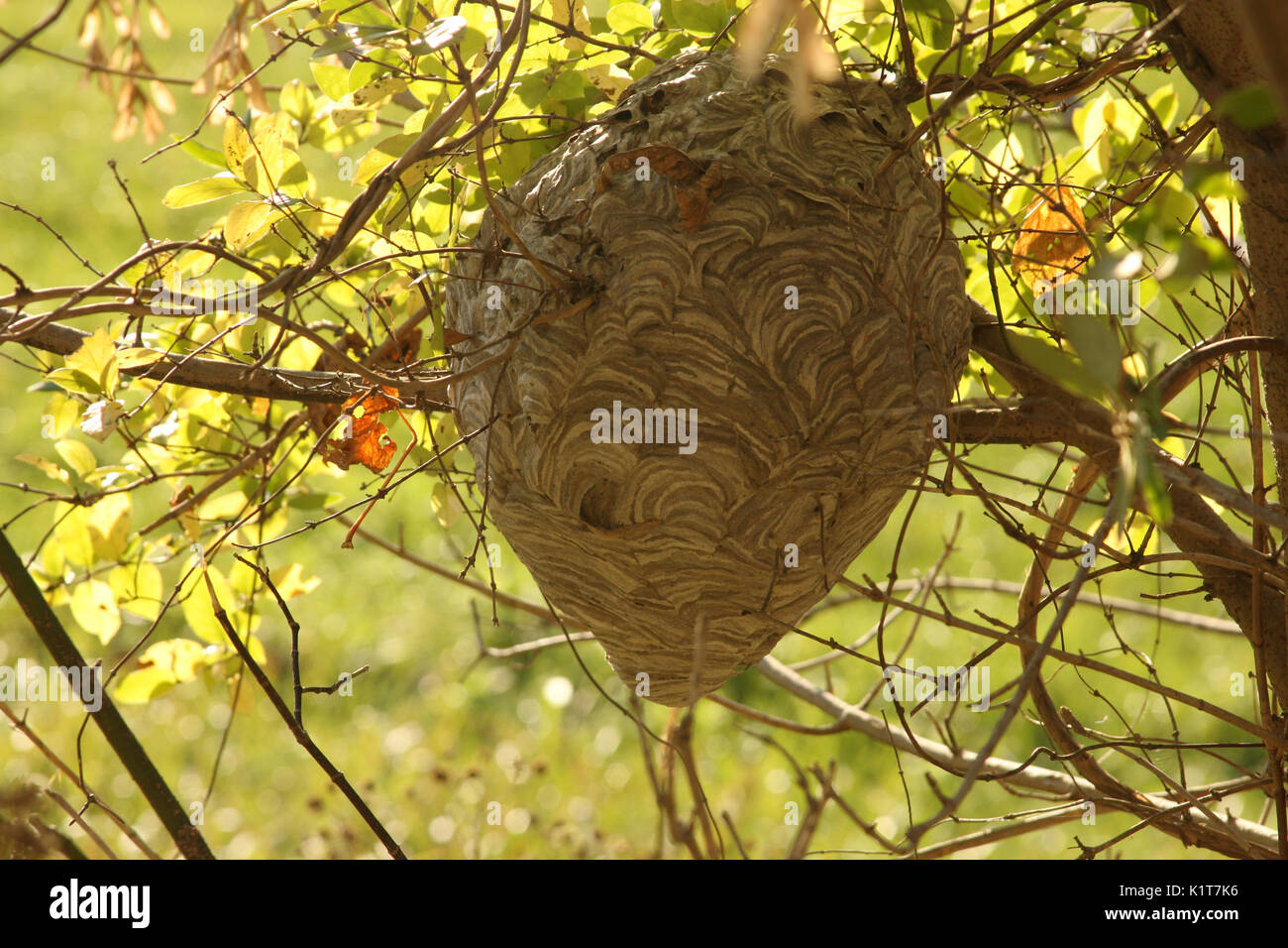 Large paper wasp nest hanging in tree Stock Photo - Alamy