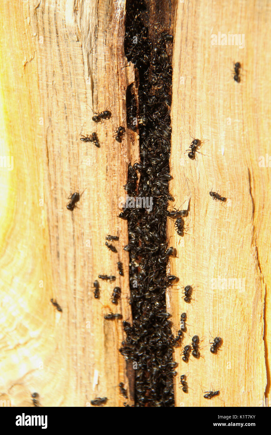 Ant colony inside tree trunk Stock Photo - Alamy