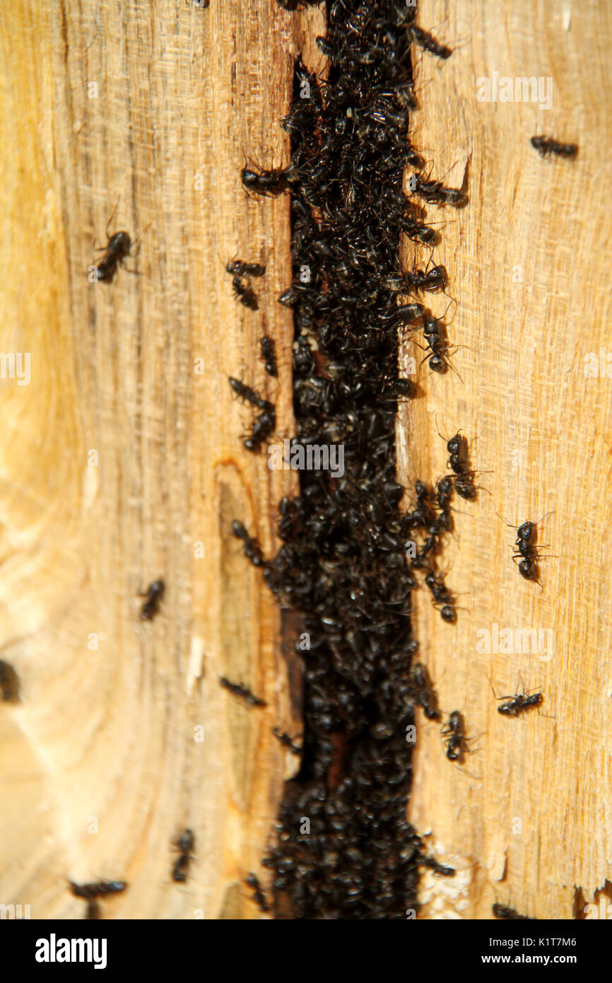 Ant Colony High Resolution Stock Photography and Images - Alamy