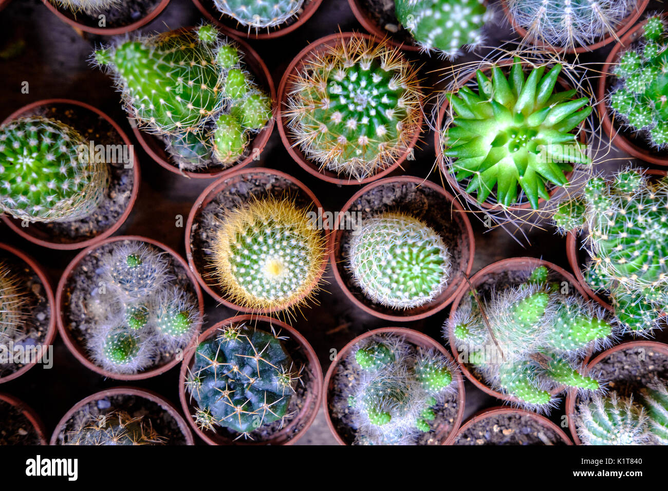 Cacti variety hi-res stock photography and images - Alamy