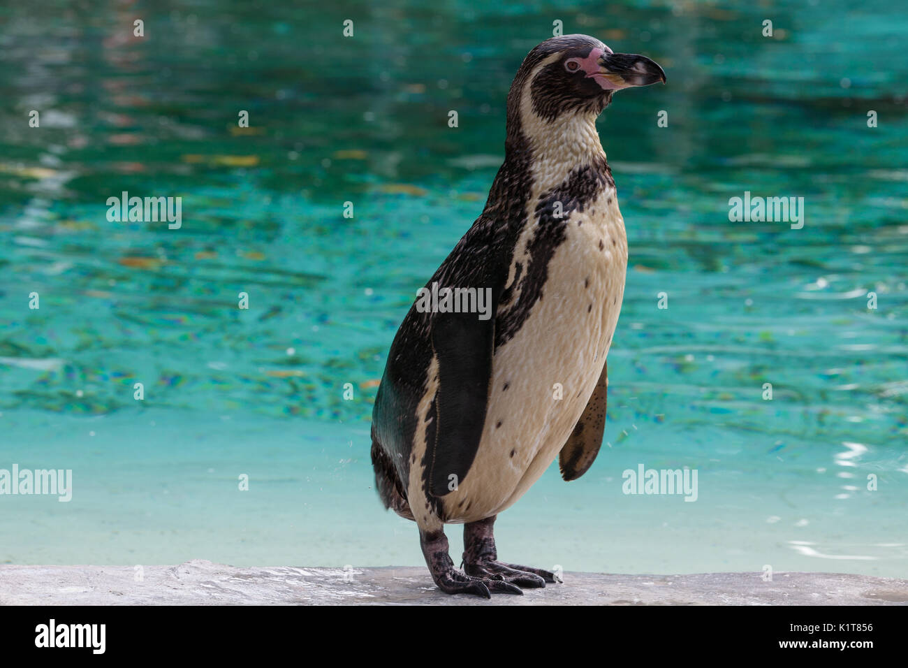 London, UK. 24th August, 2017. A penguin at ZSL London Zoo's annual ...