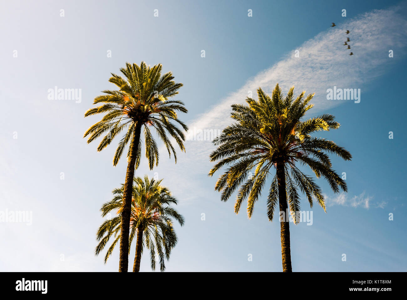 morrish architecture in Spain Stock Photo - Alamy