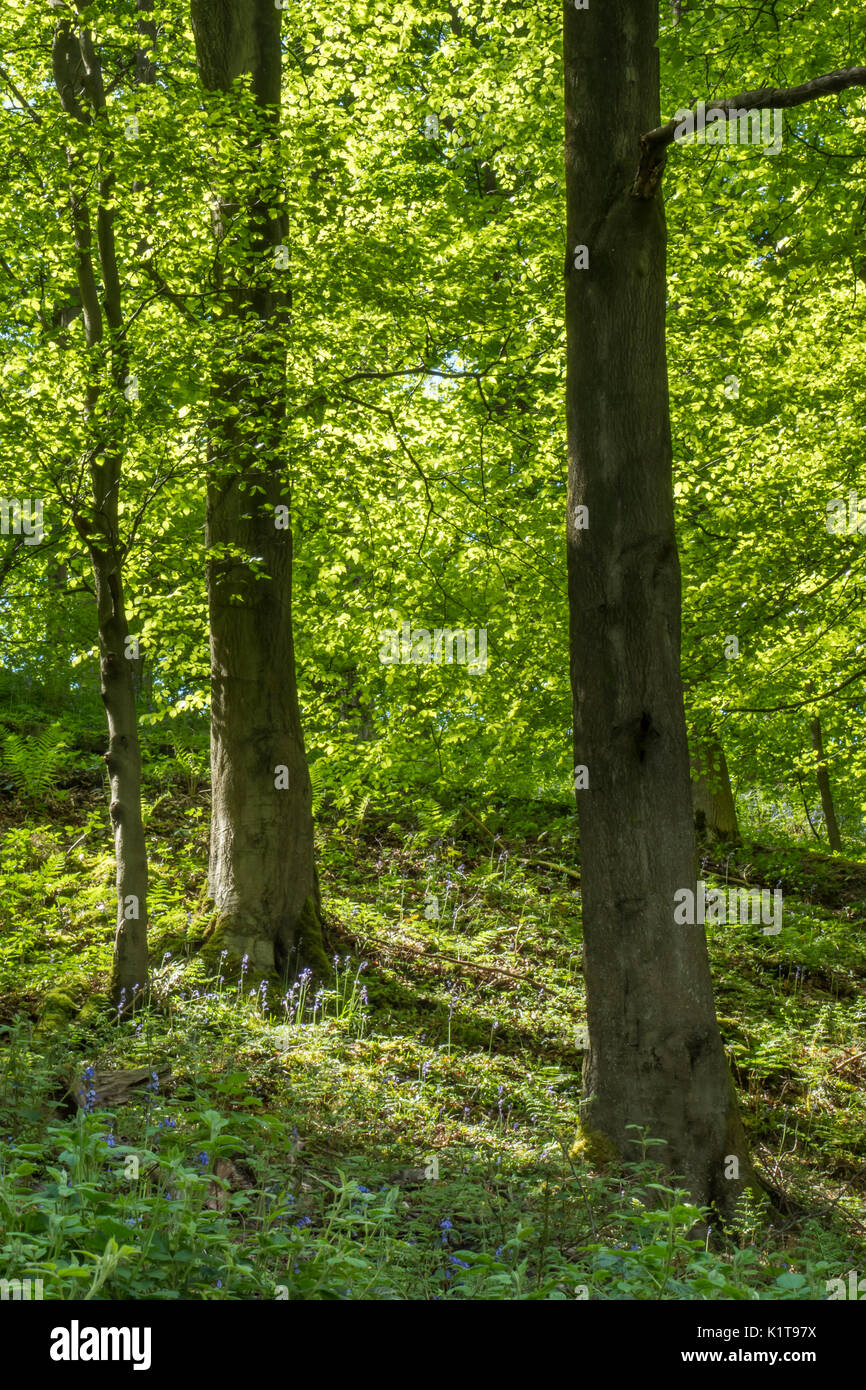 Whitby forest hi-res stock photography and images - Alamy
