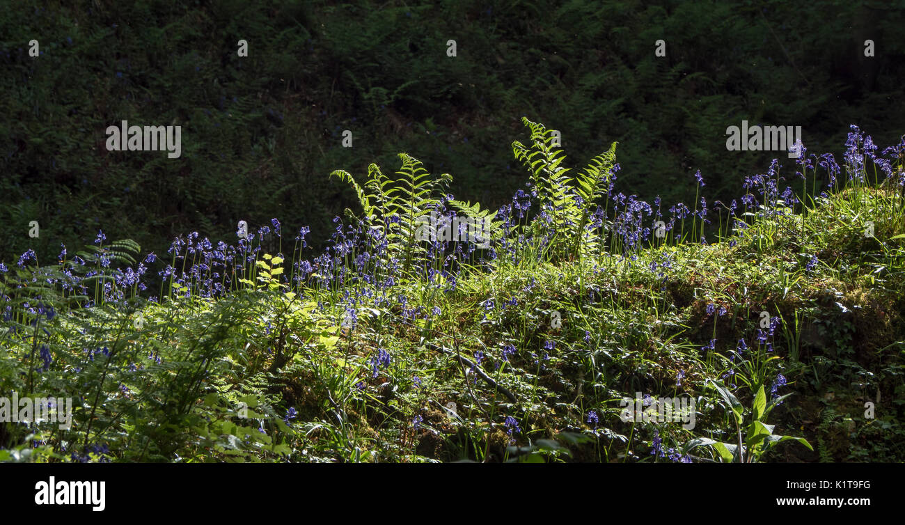 Bluebells ferns hi-res stock photography and images - Alamy