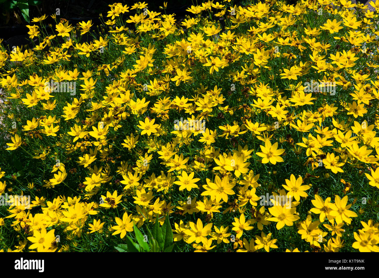 Yellow flowers arrangement hi-res stock photography and images - Alamy