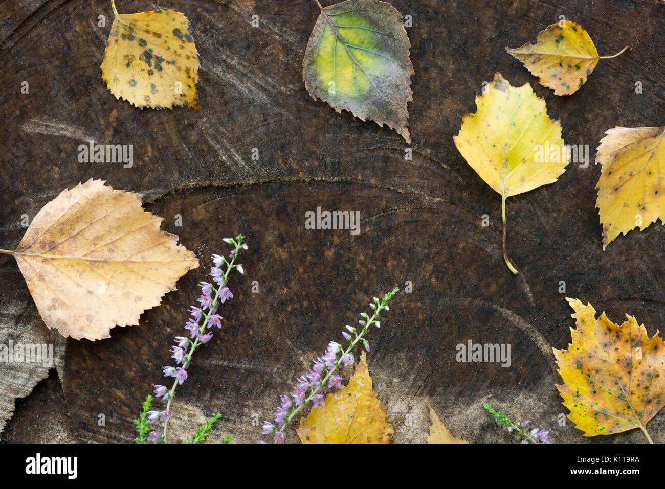 fall heather flowers and birch leaves on wooden background Stock Photo ...