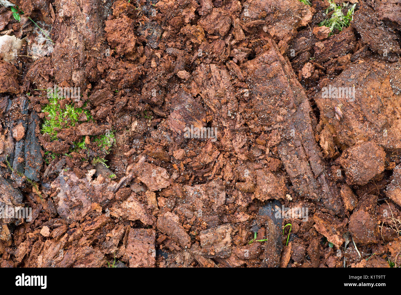 old rotten wood in forest closeup Stock Photo - Alamy
