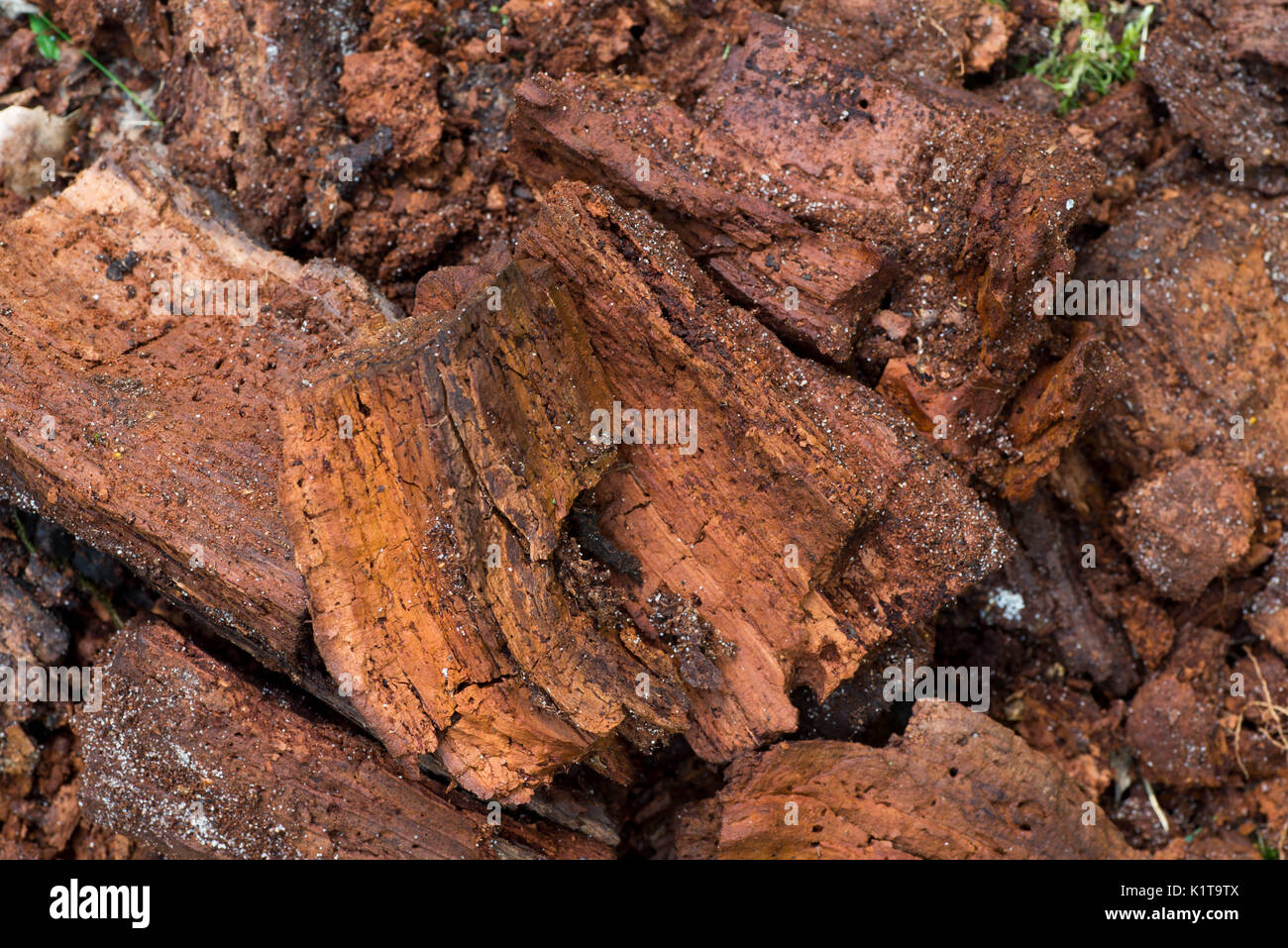 Rotten matter hi-res stock photography and images - Alamy