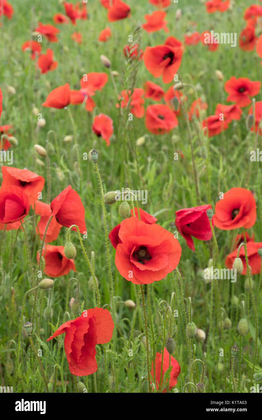Poppy Field near Loftus, Redcar and Cleveland Stock Photo - Alamy