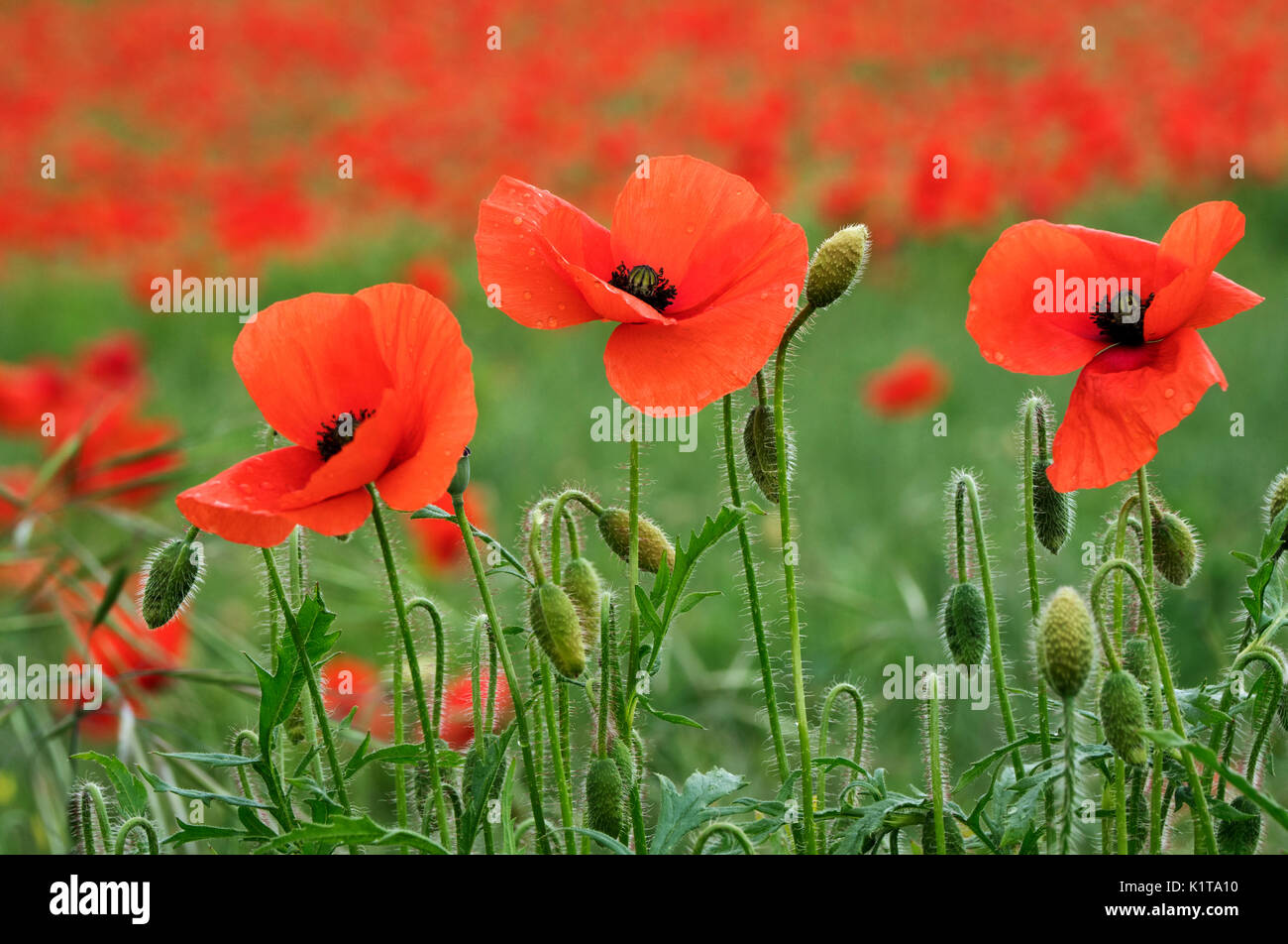 Poppy Field near Loftus, Cleveland Stock Photo - Alamy
