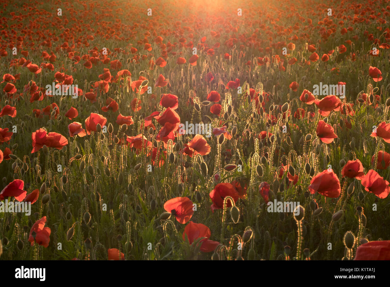 Poppy seed heads field uk hi-res stock photography and images - Alamy