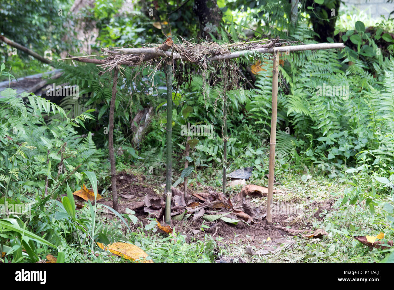 Coffee plant on the Begnas coffee farm, Pokhara Valley, Nepal Stock ...