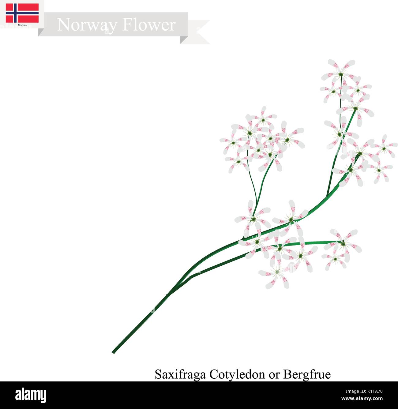 Norwegian Flower, Illustration of Saxifraga Cotyledon, Pyramidal ...