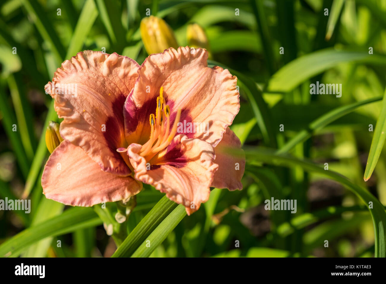 Day-lily flower aka Hemerocallis blooming closeup view Stock Photo - Alamy